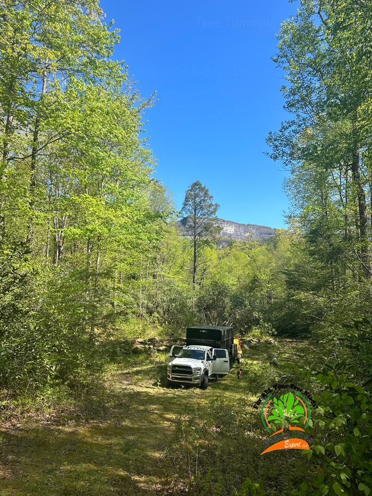 The Ultimate Guide to Proper Tree Trimming in Franklin | Felix Tree ...